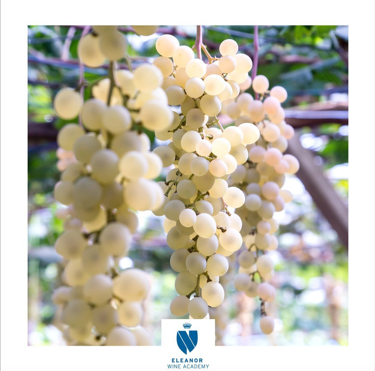 🍇Grape Variety : Grenache Blanc🍇 – Eleanor Wine Academy